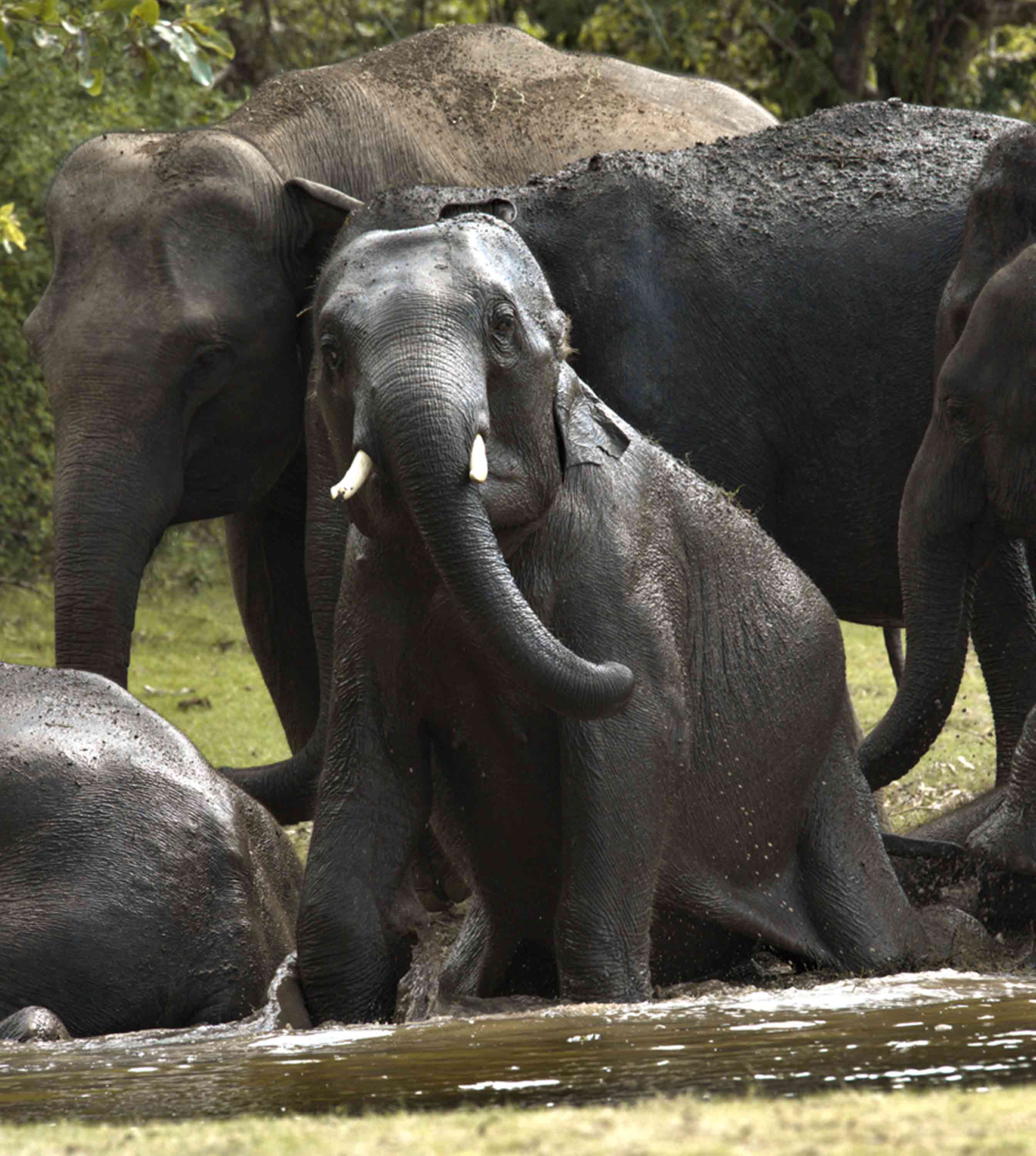 Experiences - Kotiyagala Luxury Villas