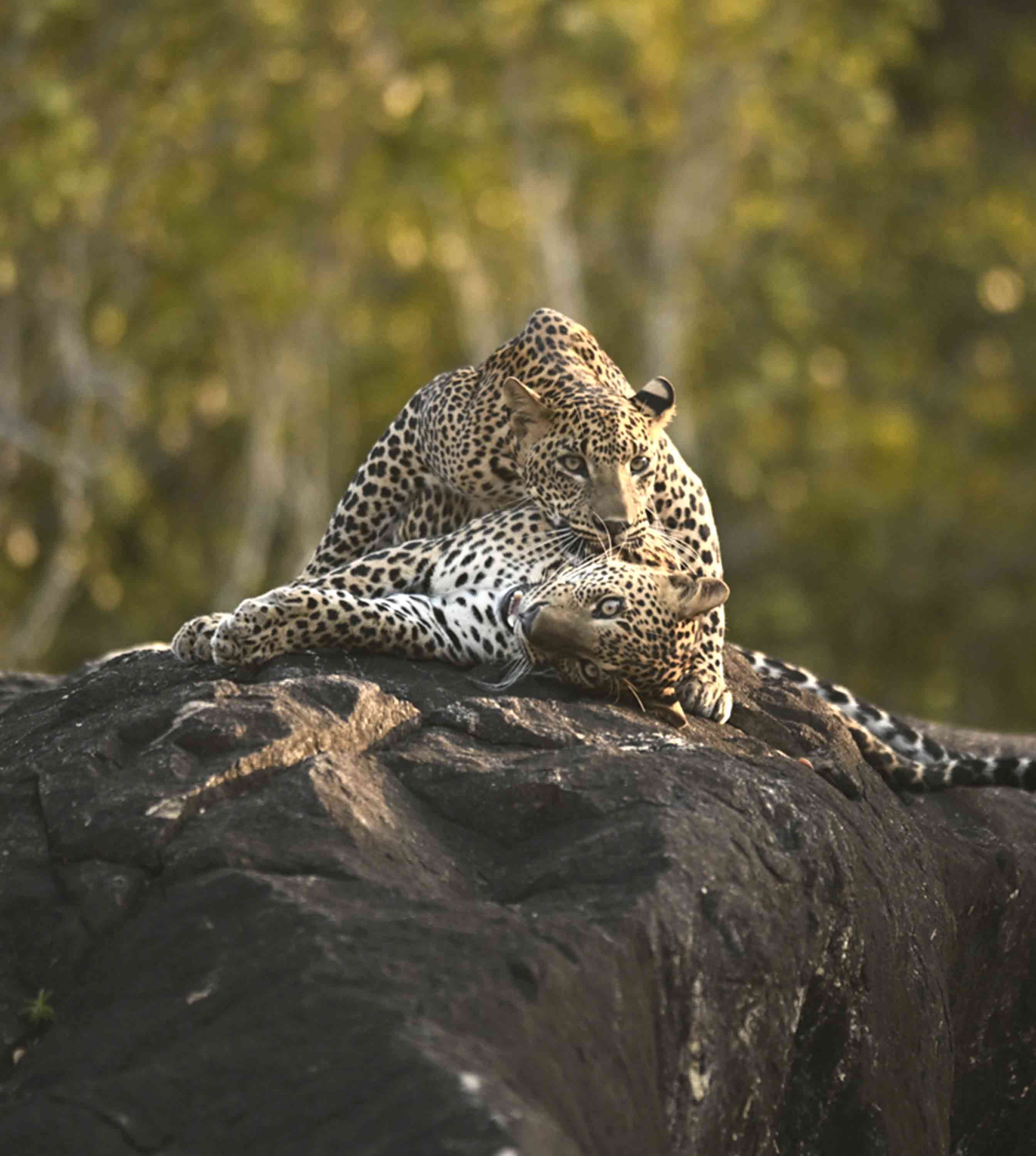 Experiences - Kotiyagala Luxury Villas