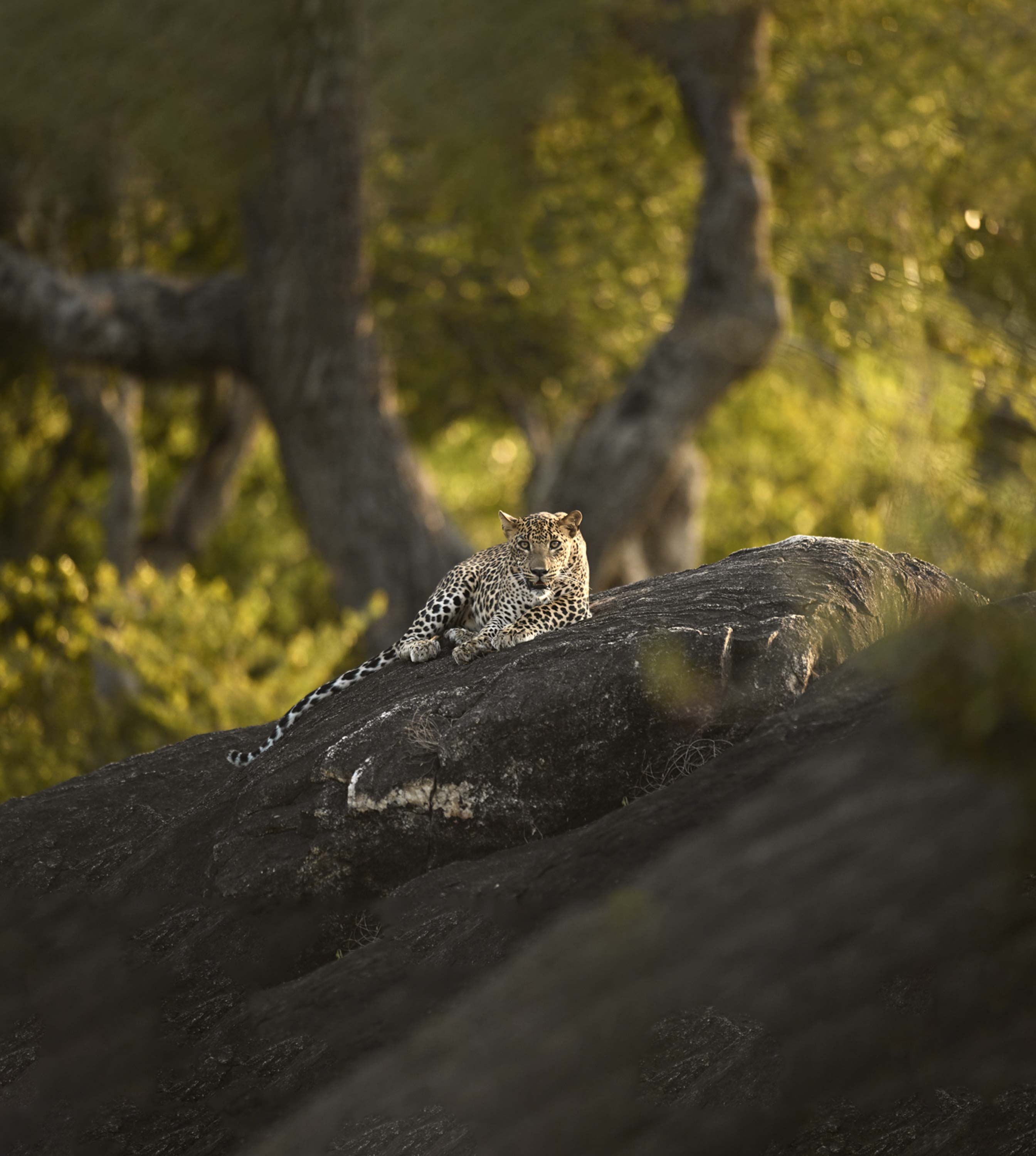 Experiences - Kotiyagala Luxury Villas