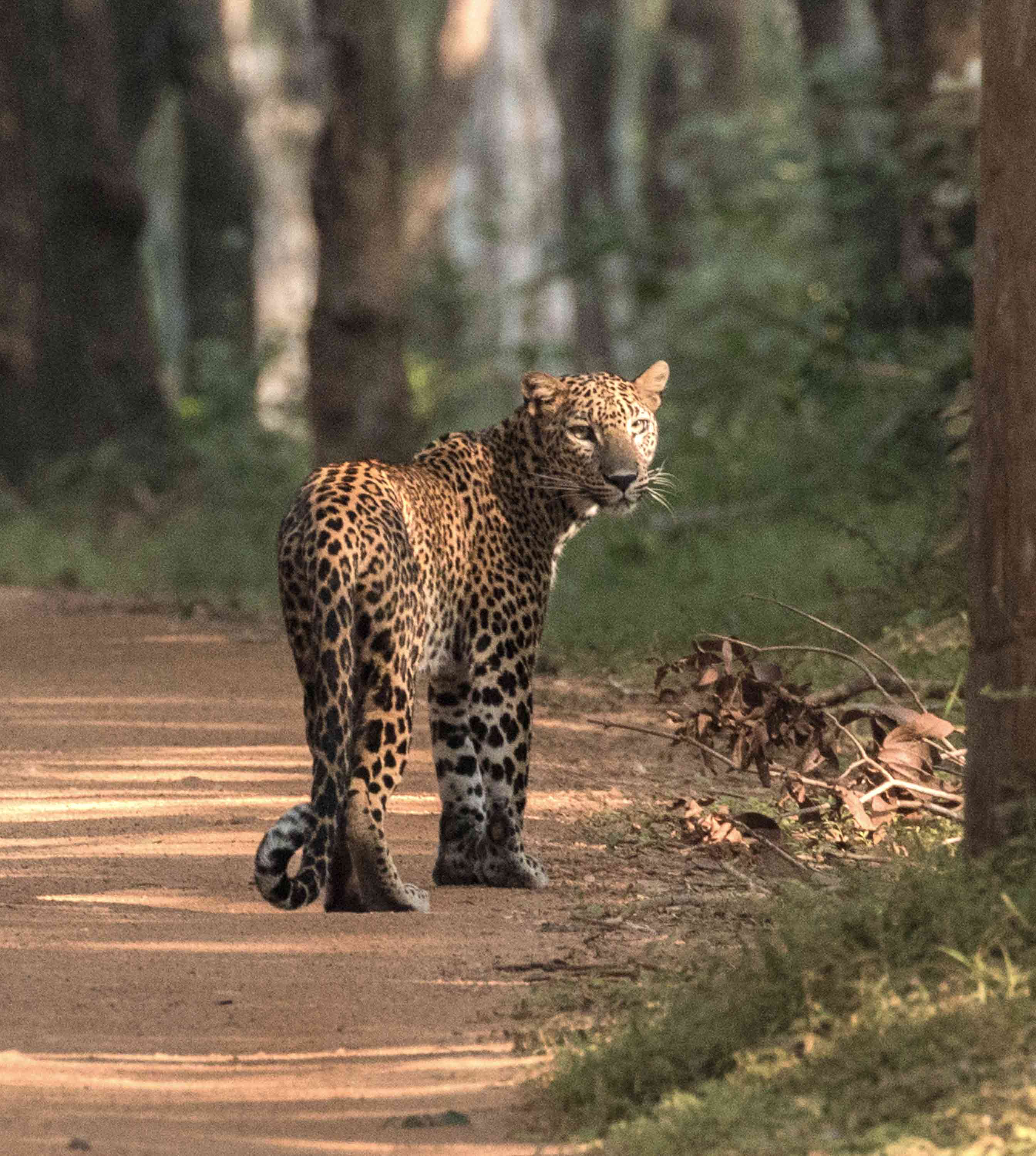 Home - Kotiyagala Luxury Villas
